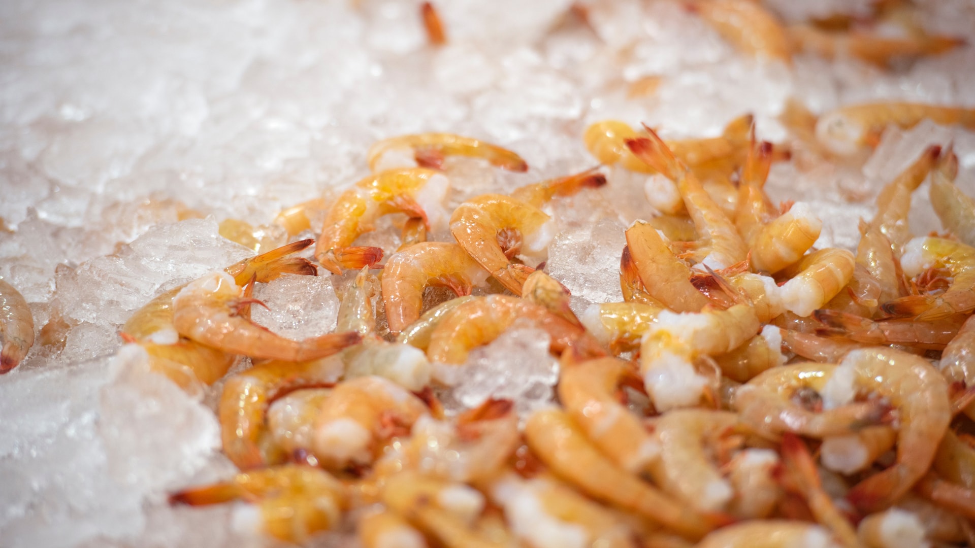 The Process - Paul Piazza Shrimp